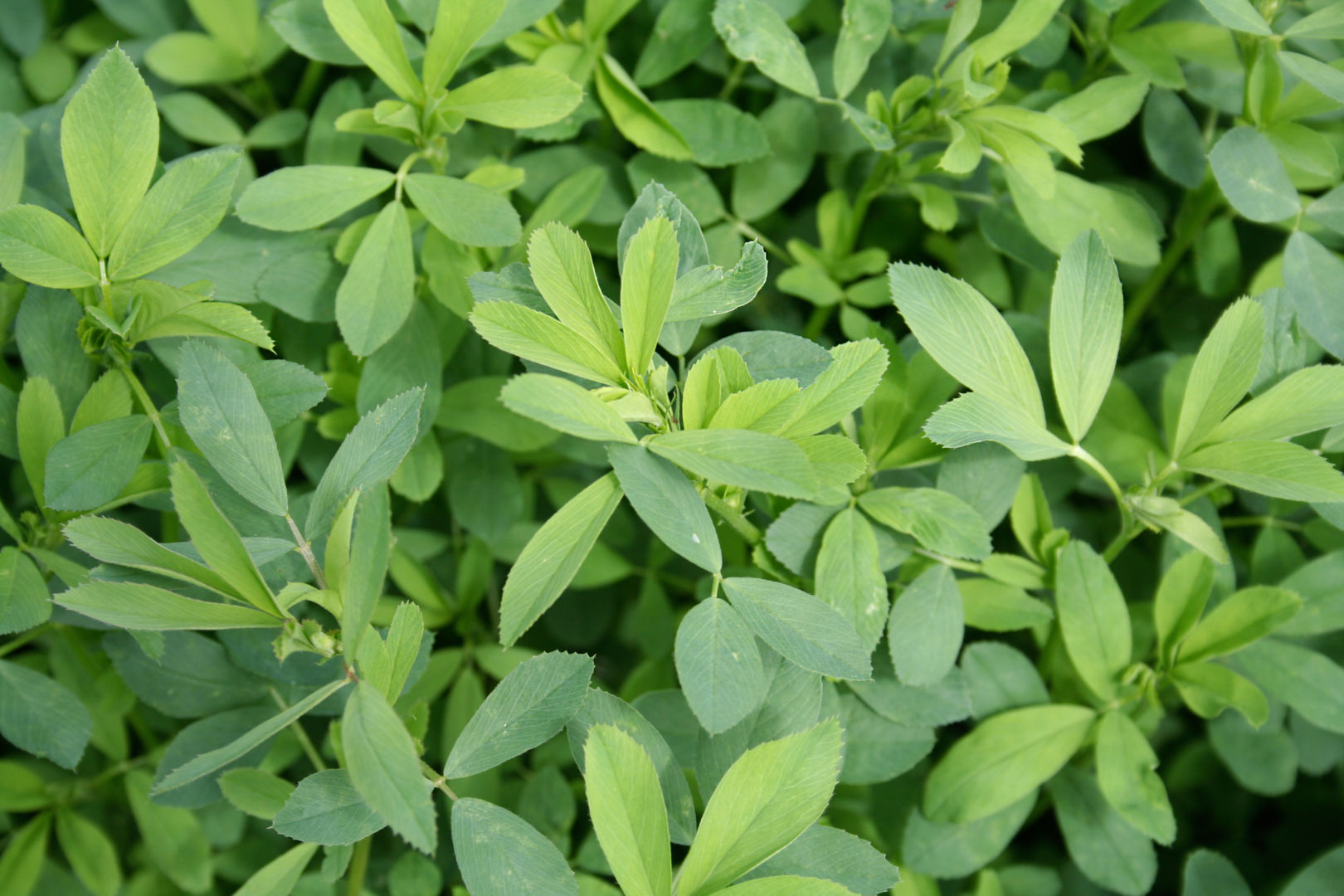 Alfalfa Overview - TerraNu®